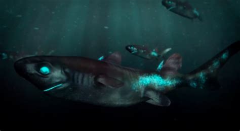 Ninja Lanternshark Ocean Treasures Memorial Library