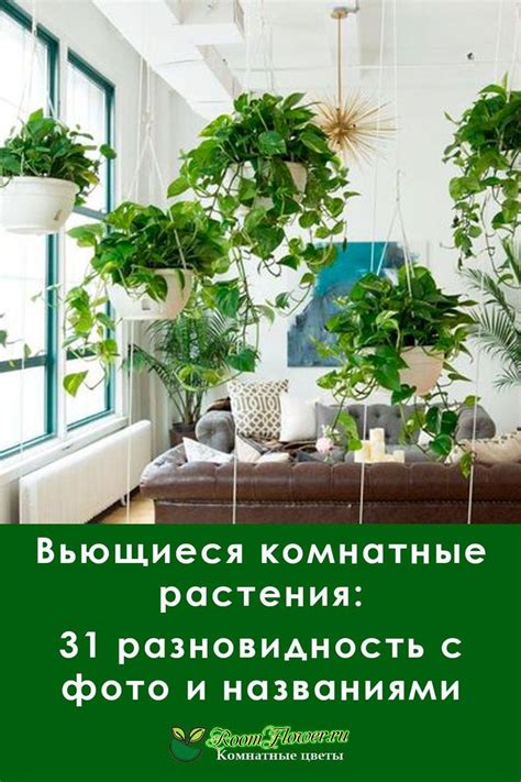 Вьющиеся комнатные растения: 31 разновидность с фото и названиями ...