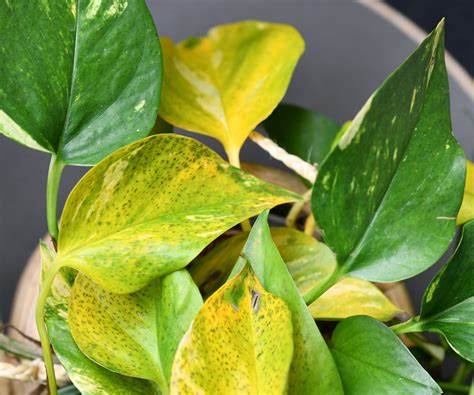 Why Is My Golden Pothos Turning Yellow Expert Advice Homes And Gardens