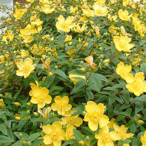 Hypericum Ground Cover