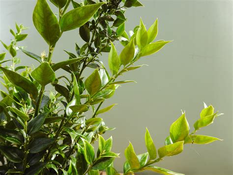 Sarcococca Confusa — Statement Trees