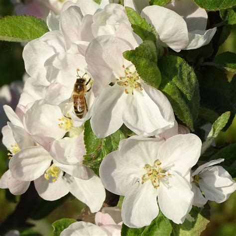 Kolonveida ābele Zane Heimanis Stādaudzētava