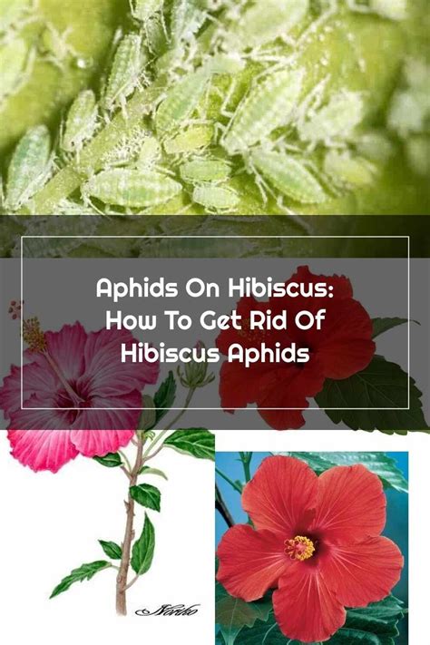 Hibiscus Aphids On Hibiscus How To Get Rid Of Hibiscus Aphids