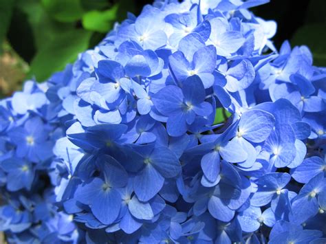 Hydrangea 紫陽花 アジサイ Ashikaga Flower Park Ashikaga City … Flickr