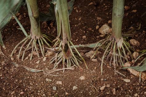 Premium Photo Roots Of Corn Growing In Soil In Field