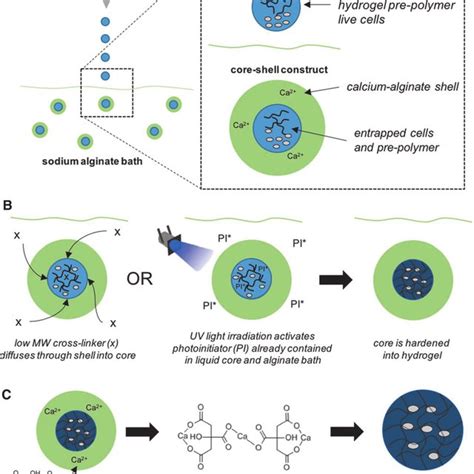 Schematic Of Core Shell Spherification Method A A Hydrogel Precursor Download Scientific