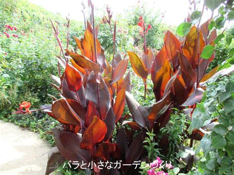 カンナ E Start サーチ