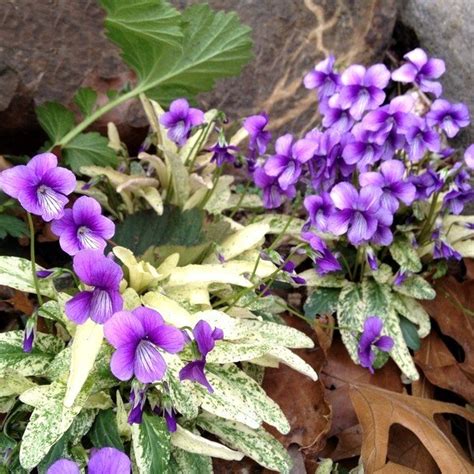 Fiołek Viola Heartthrob Garden Park