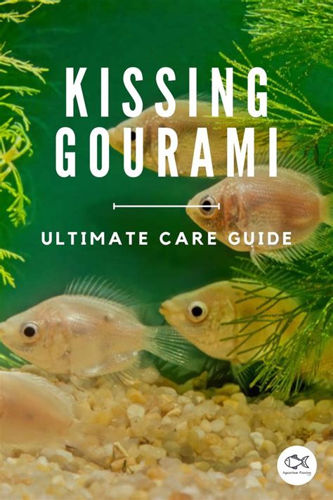 Kissing Gourami 101 Ultimate Care Guide Care Size Tank Mates Breeding