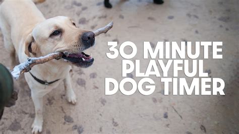 30 Minute Timer Thirty Minute Playful Dog Timer Youtube