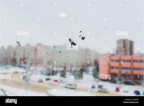 Bird Window Collision The Ghostly White Print Of The Unfortunate Bird