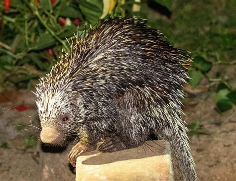 20 Types Of Porcupines Species Facts And Photos