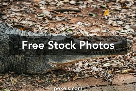 Brown Headed Spider Monkey Photos Download The Best Free Brown Headed