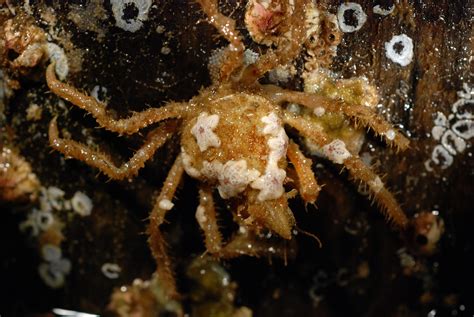 Le Crabe Décorateur Lunivers Des Animaux Marins