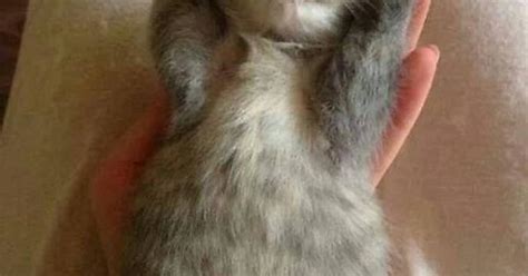 Cuddle Kitten Album On Imgur