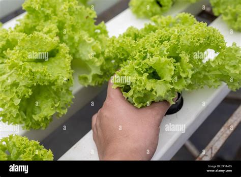 Organic Hydroponic Butterhead Leaf Lettuce Vegetables Plantation In