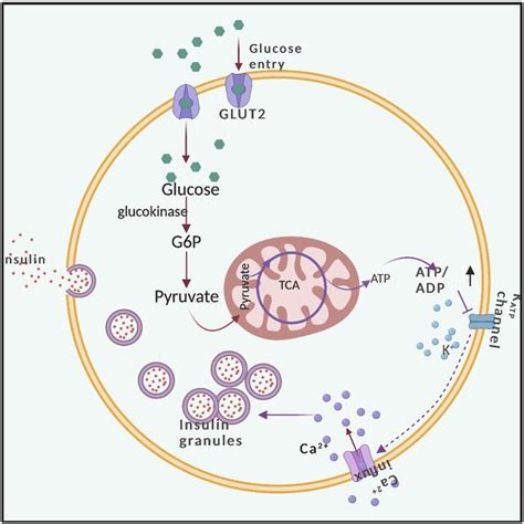 Secretion Of Insulin In Response To Glucose In Pancreatic β Cells Upon