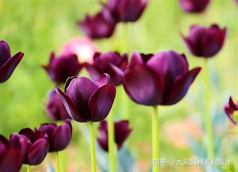 你知道几种会发光的植物？我敢说九成你都不知道 知乎