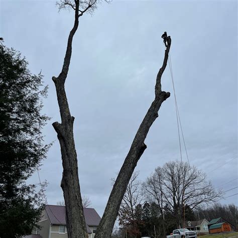 Tristate Tree Service And Firewood Tree Service Morgantown Wv