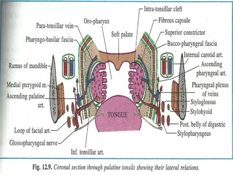 Anatomy Of Tonsil Ppt