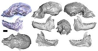 Homunculus Genus Wikiwand