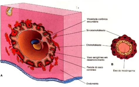 Natureza De Mármore Embriologia Humana Ii Período Fetal Membranas Fetais Parto E Gêmeos