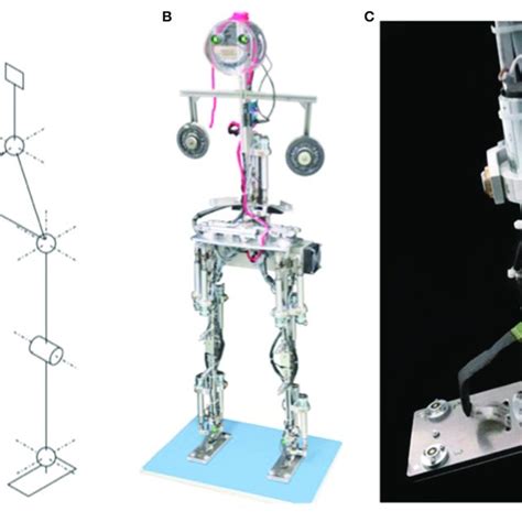 Details Of The Humanoid Robot Lucy A Scheme Of The 14 Degrees Of