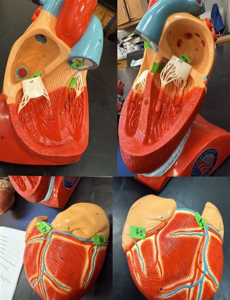 Bio 20a Lab Practical 3 Table 1 Heart Model Diagram Quizlet