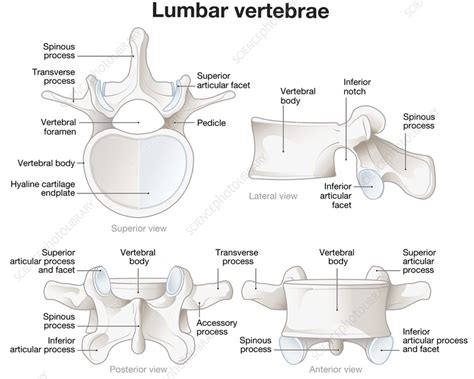 Labeled Lumbar Vertebrae Lab 6—labeled Vertebrae Labeled Lumbar Vertebrae Lab 6—labeled Vertebrae