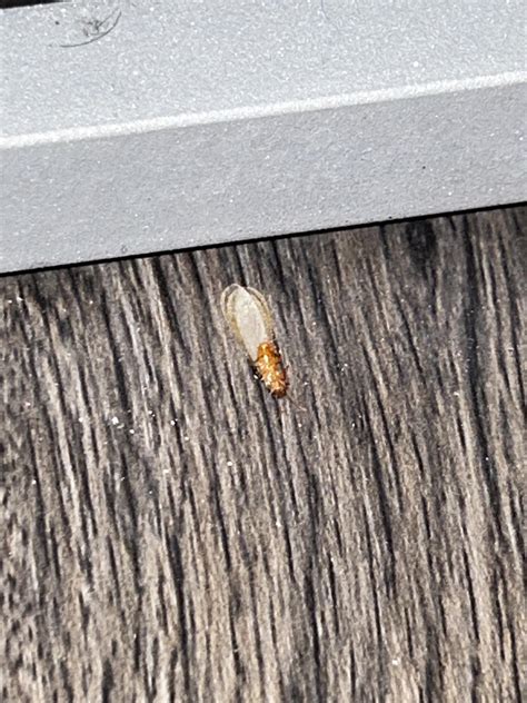 Termite R Termites