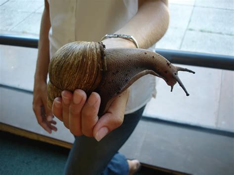 Caracol Tigre Caracol Gigante Africano é O Maior Do Mundo ~ Mundo Em