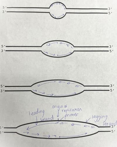 Biology 2010 Unit 3 Exam Flashcards Quizlet