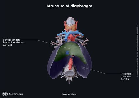 Diaphragm Anatomy Notes