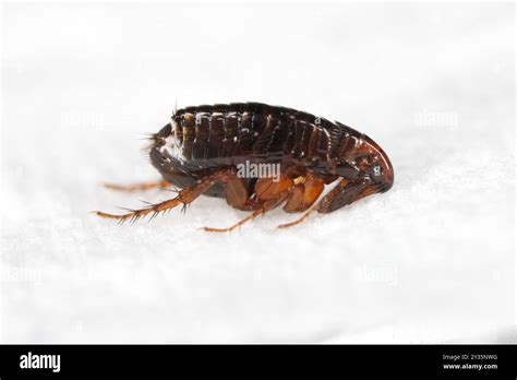 Cat Flea Ctenocephalides Felis A Jumping Insect That Can Also