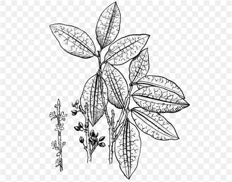 Erythroxylum Coca Drawing Clip Art Png 553x645px Erythroxylum Coca