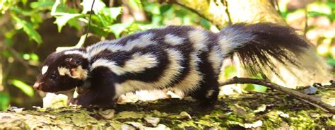 Eastern Spotted Skunk Research Knlt