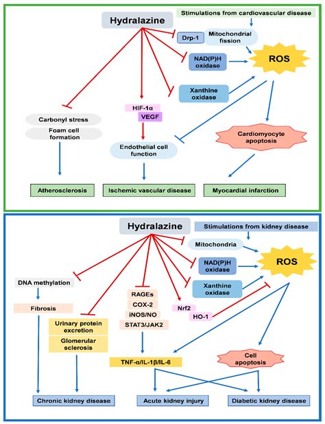 Potential Impacts Of Hydralazine As A Novel Antioxidant On