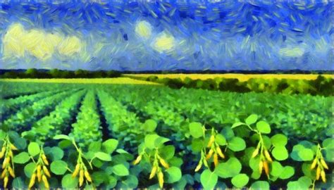 Pros And Cons Of Gmo Soybeans Educationalwave