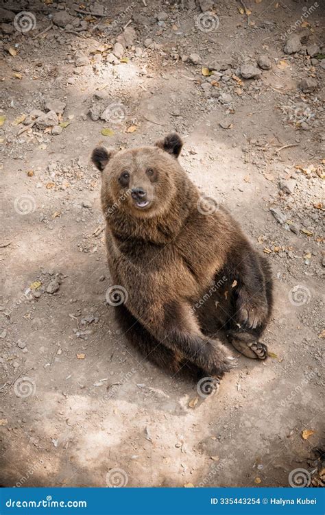 Captivating Portrait Of A Friendly Brown Bear Relaxing In A Natural