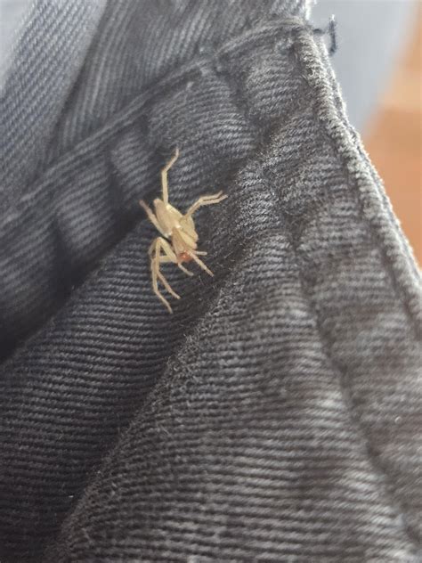 Whats This Lil Spider Rwhatsthisbug