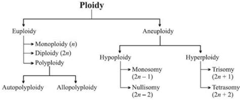 Genetics Chapter 6 Flashcards Quizlet