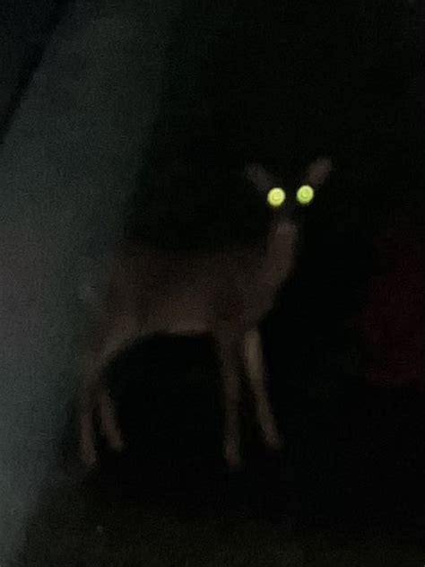 Deer Eyes At Night