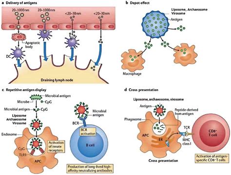 Liposome Vaccine Encapsulation Service Cd Formulation