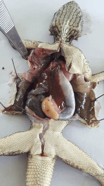 Categoría «digestive System Lizard De Imágenes Fotos De Stock E