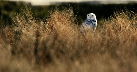 A Snowy Owl Finds Its Camouflage Photograph By Andy Clark Fine Art