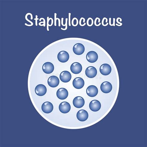 Staphylococcus Bacteria Classification Spherical Shapes Of Bacteria Cocci Morphology