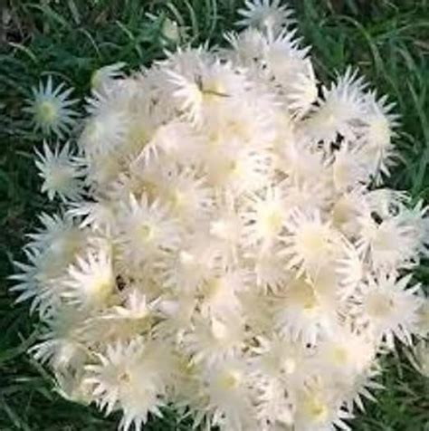 Green View Bakul Fuloccidentalis 1 Healthy Live Super Yielding