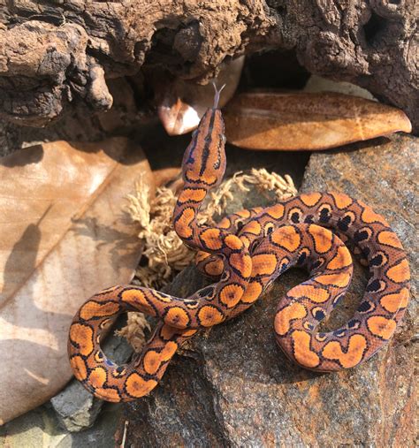 Rainbow Boa Morphs