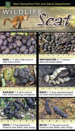 Animal Poop Identification Chart By Photo