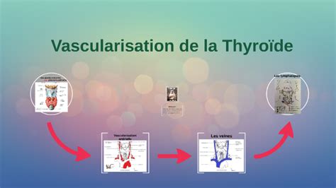 Vascularisation De La Thyroïde By Sosa Idrigou On Prezi
